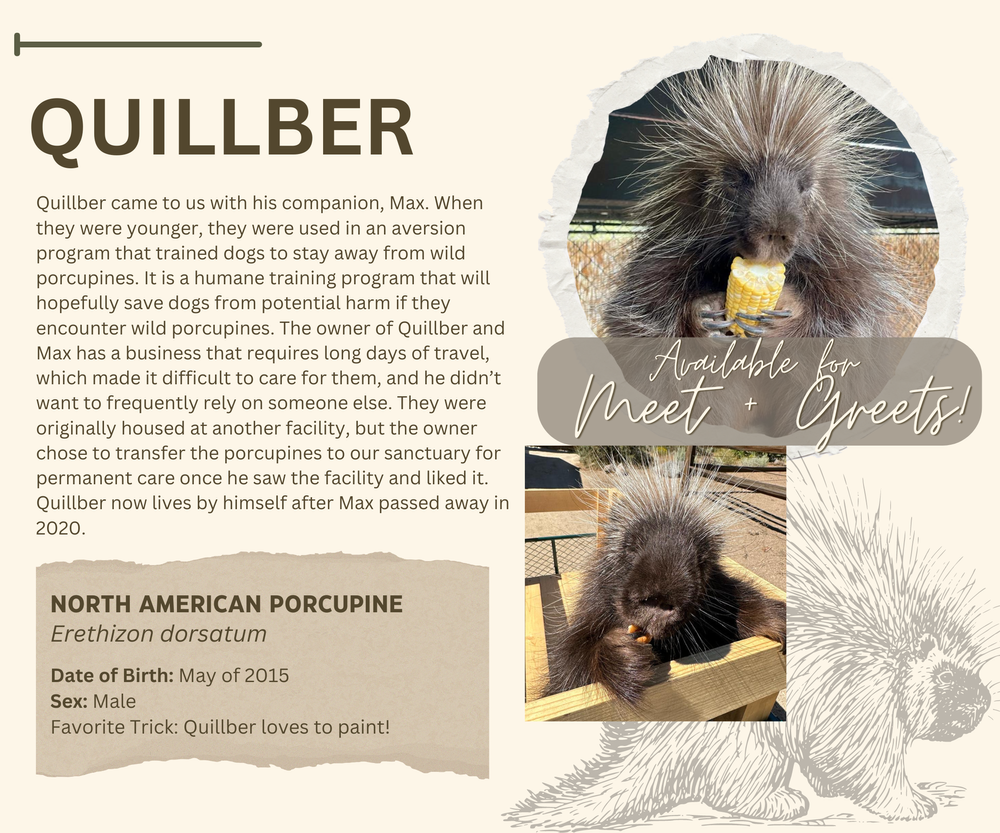 Rodents — Animal Ark Wildlife Sanctuary