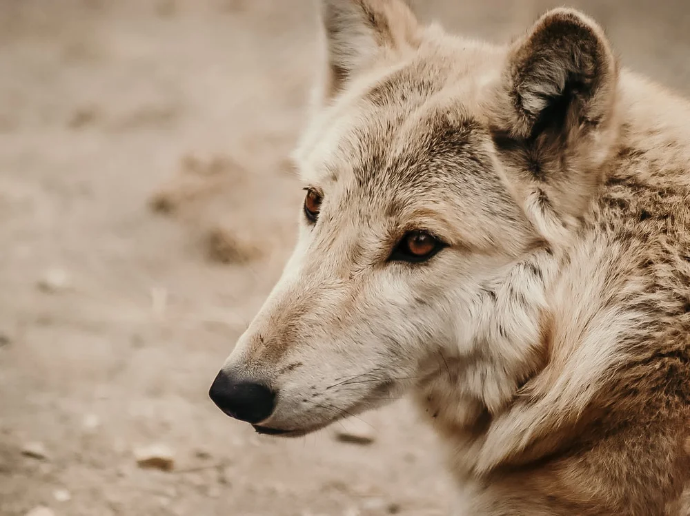 Volunteer — Animal Ark Wildlife Sanctuary