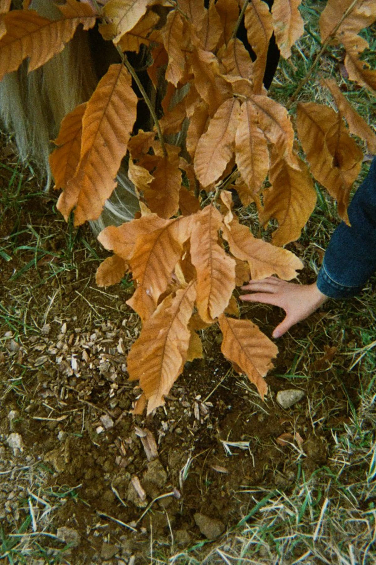 Bloom Farm Chestnut Tree Planting — Bloom Farm
