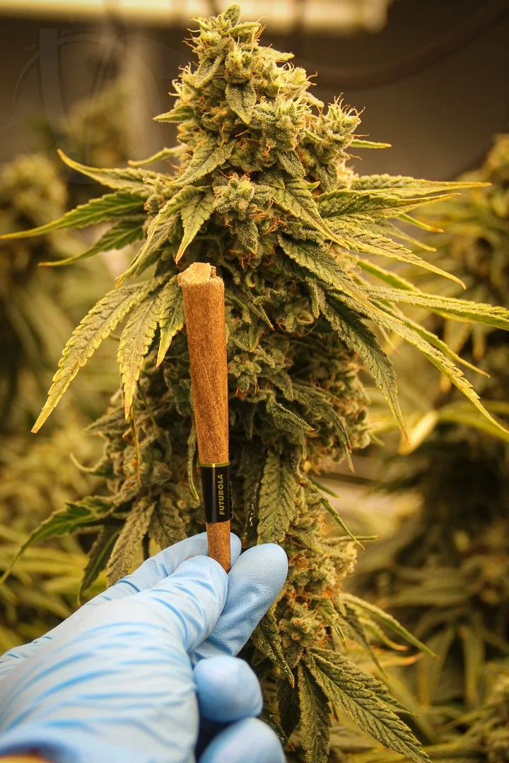 Virtue Cannabis