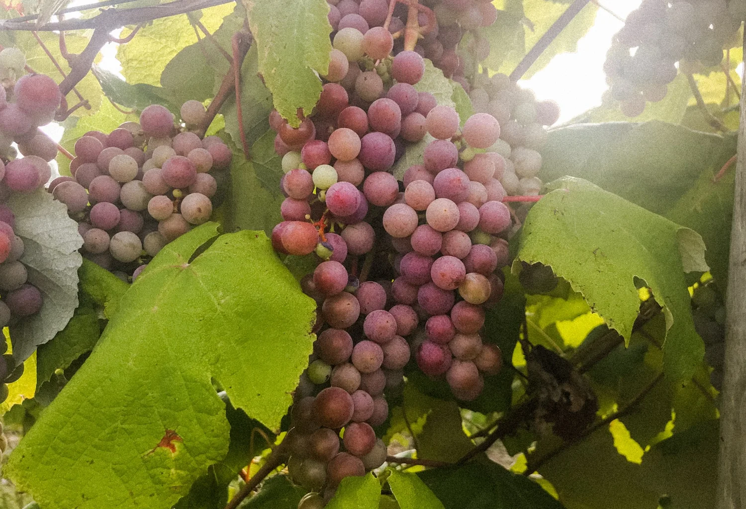 Who We Are — EASLEY WINERY