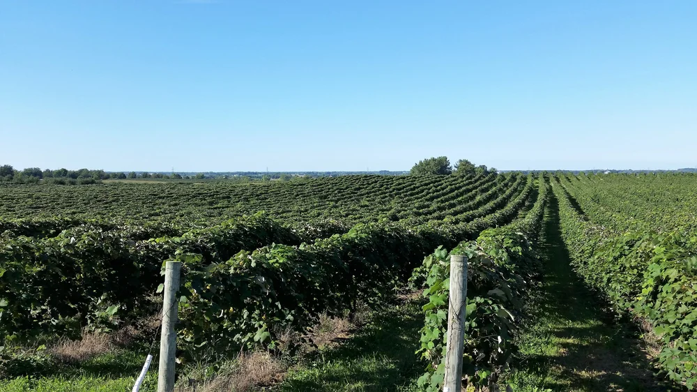 Who We Are — EASLEY WINERY