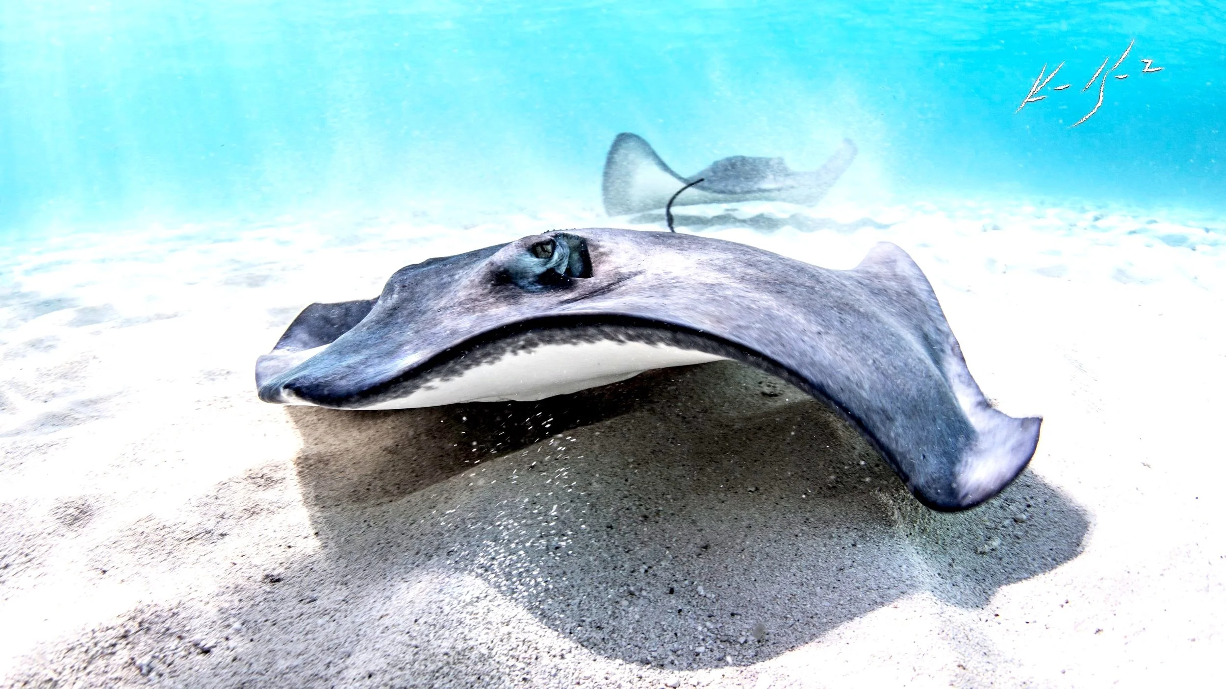 Southern Stingray Safari — Neal Watson's Bimini Scuba Center