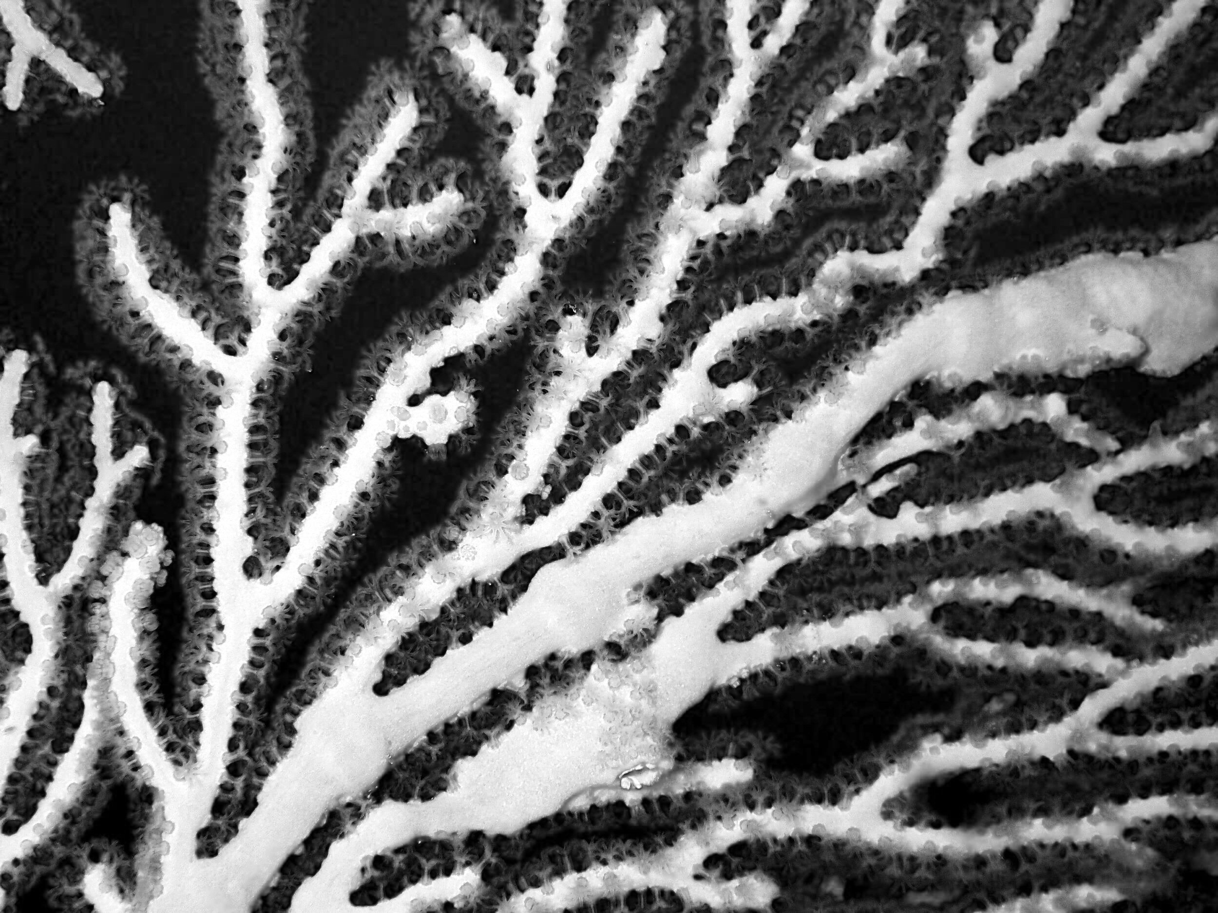 Reef Rescue Safari — Neal Watson's Bimini Scuba Center