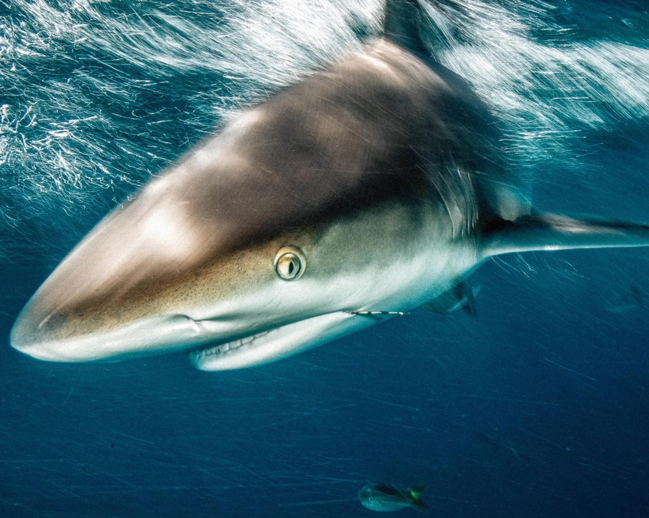Scuba Diving — Neal Watson's Bimini Scuba Center
