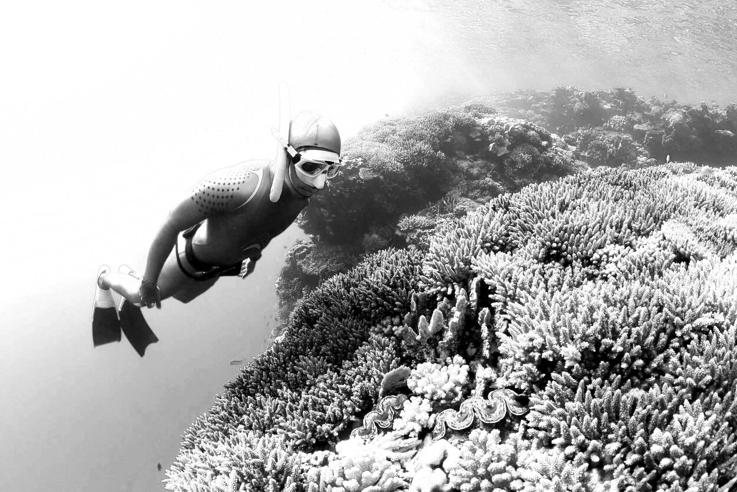 Reef Rescue Safari — Neal Watson's Bimini Scuba Center