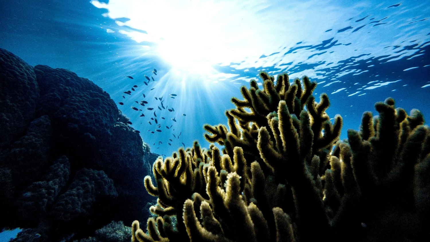 Reef Rescue Safari — Neal Watson's Bimini Scuba Center