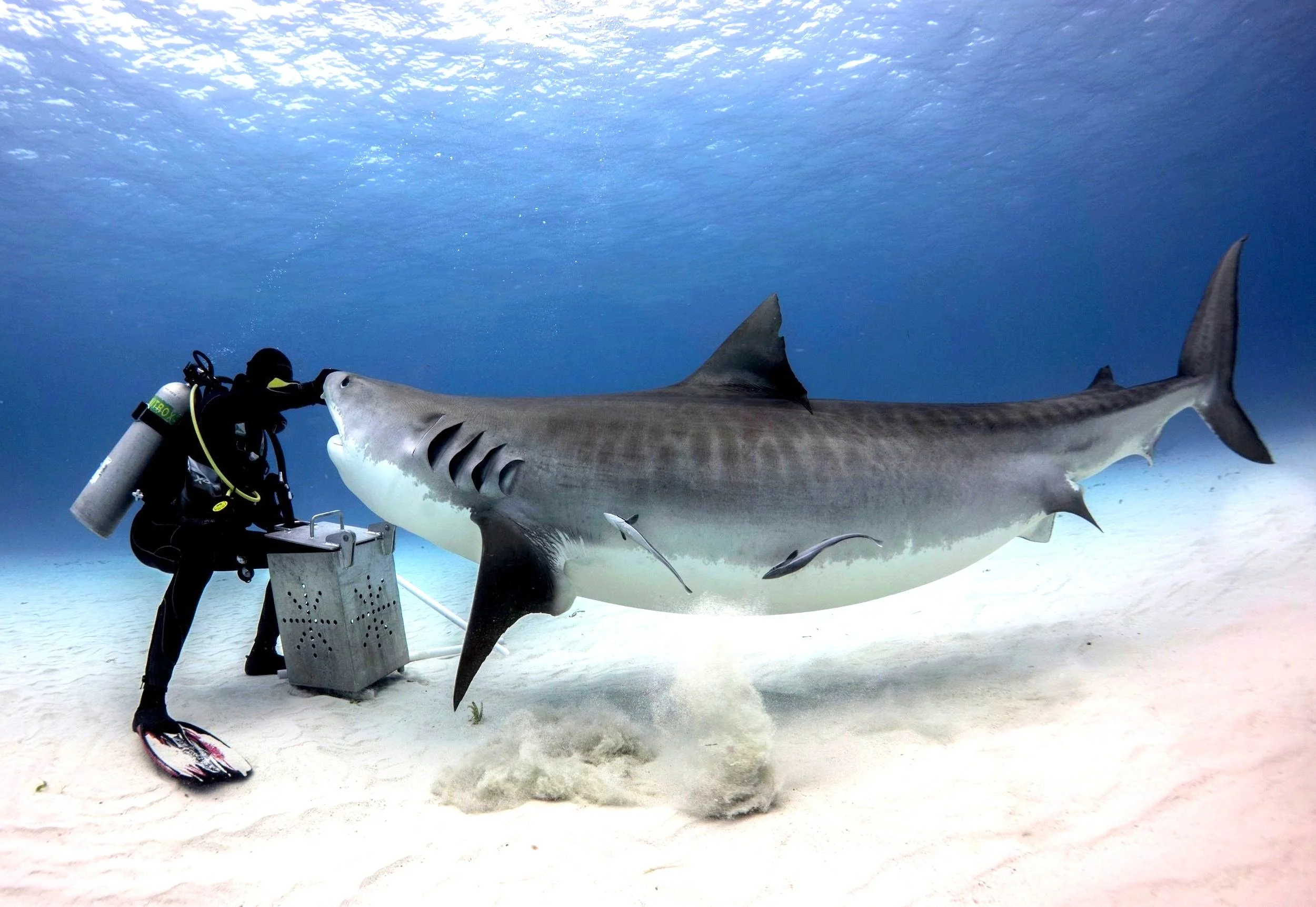 Tiger Beach — Neal Watson's Bimini Scuba Center