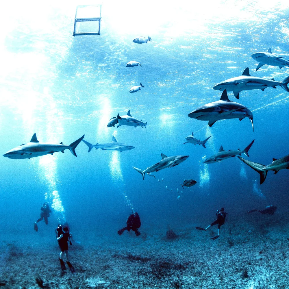 Reef Shark Safari — Neal Watson's Bimini Scuba Center