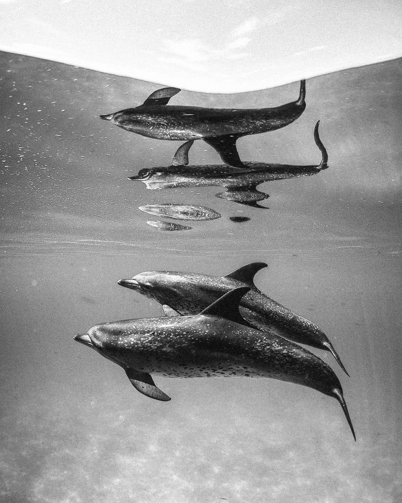 Neal Watson's Bimini Scuba Center