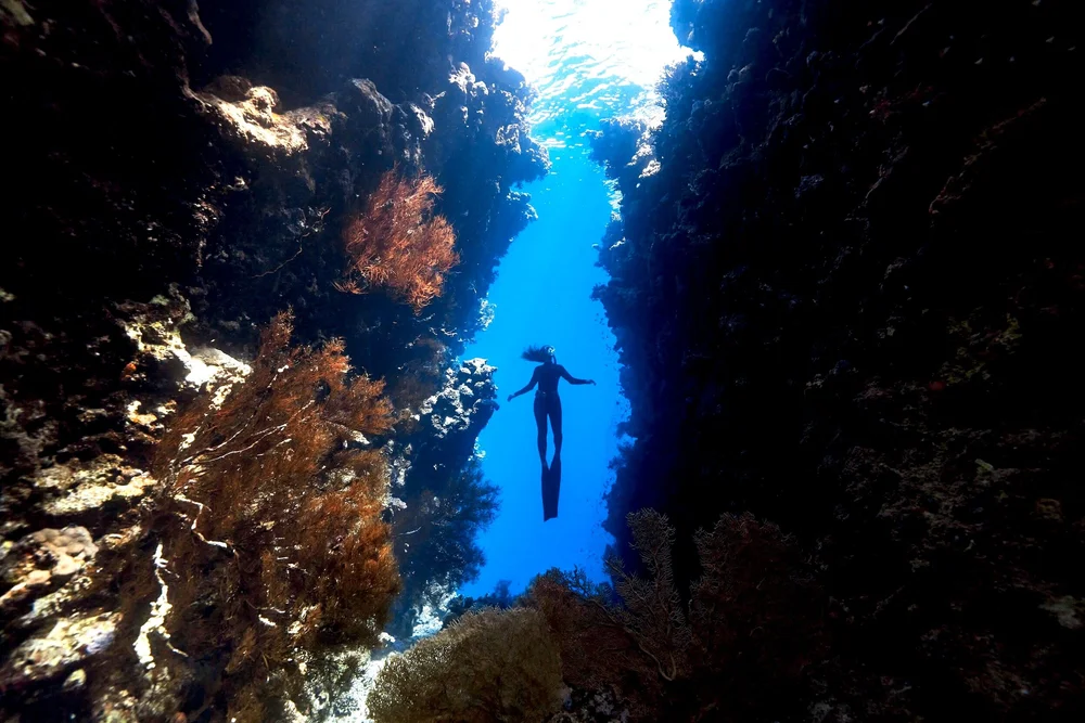 Reef Rescue Safari — Neal Watson's Bimini Scuba Center