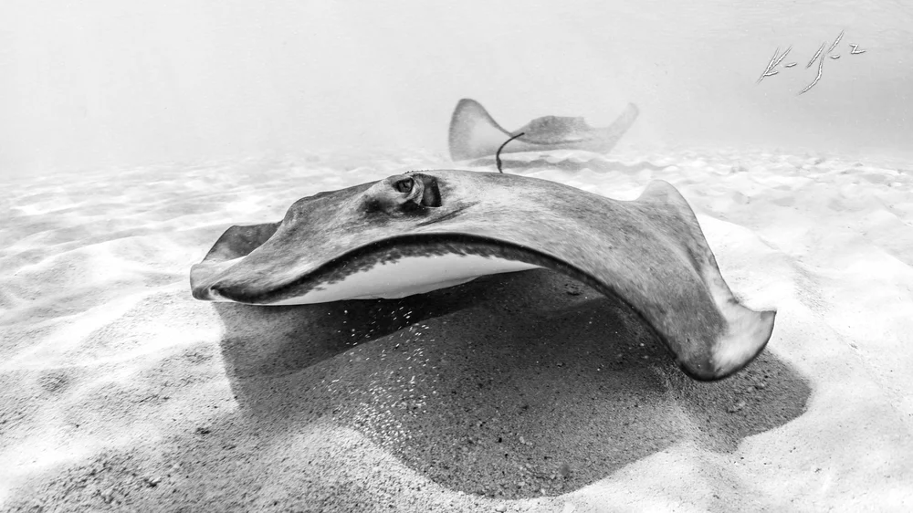 Neal Watson's Bimini Scuba Center