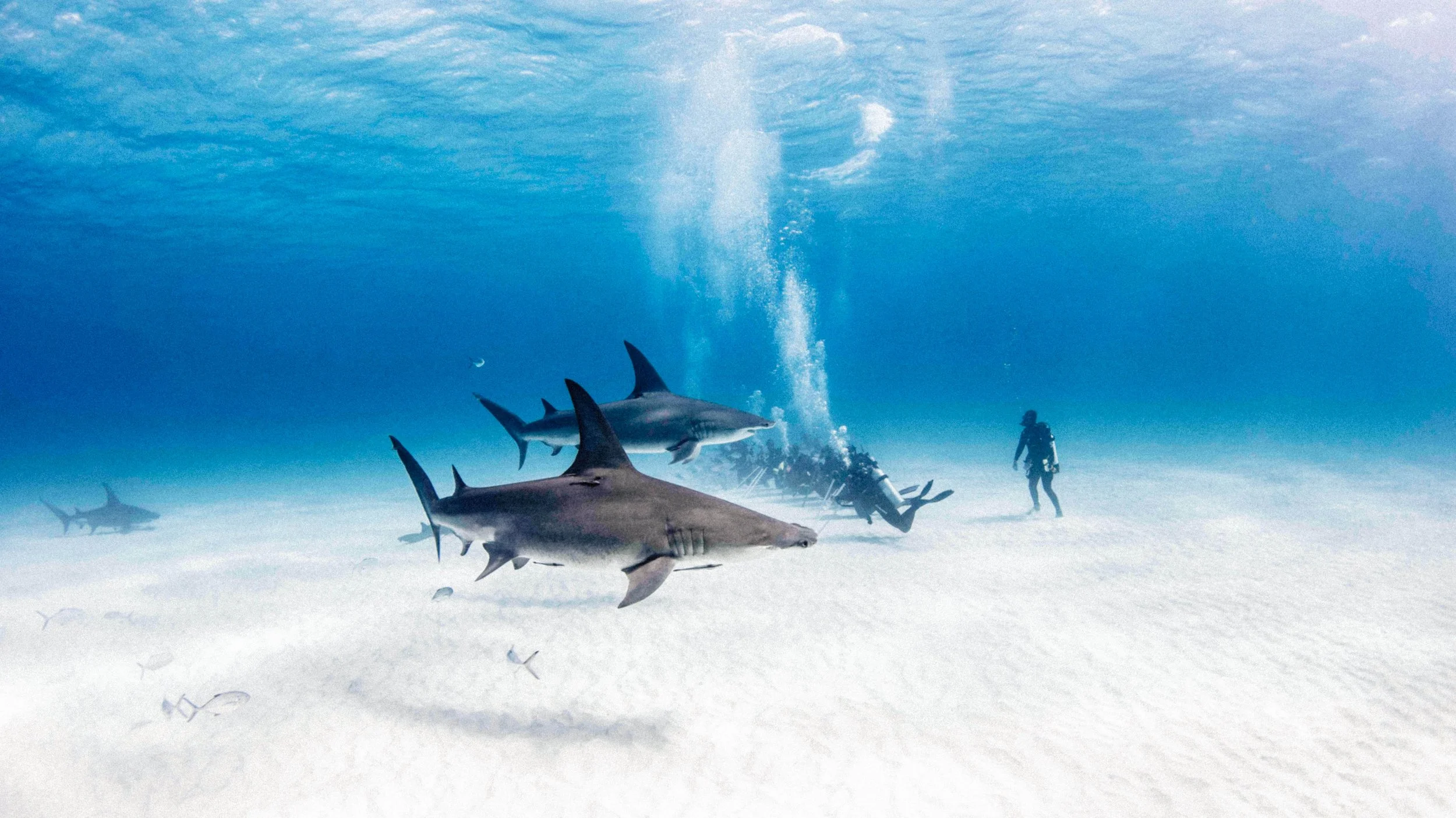 All The Sharks Package — Neal Watson's Bimini Scuba Center