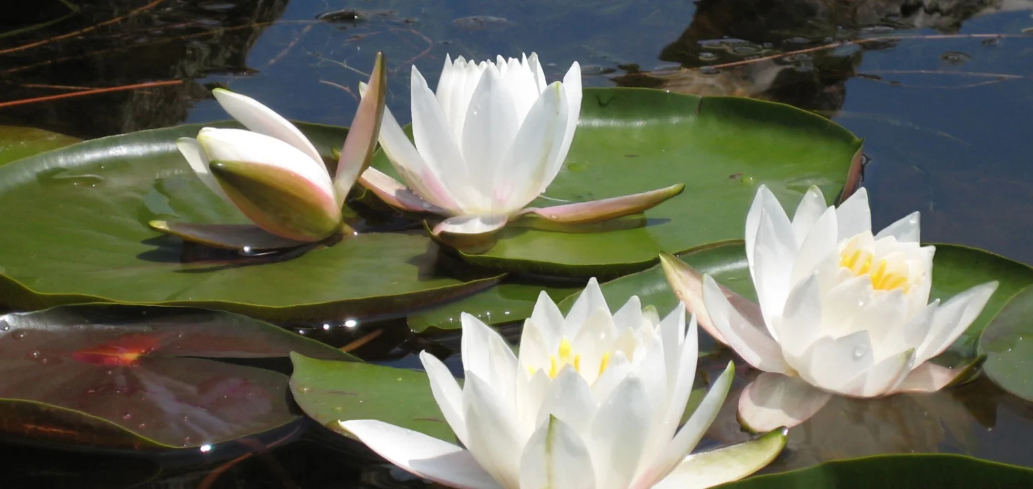 Inner Harmony Hypnosis | Unlock Your Potential Today