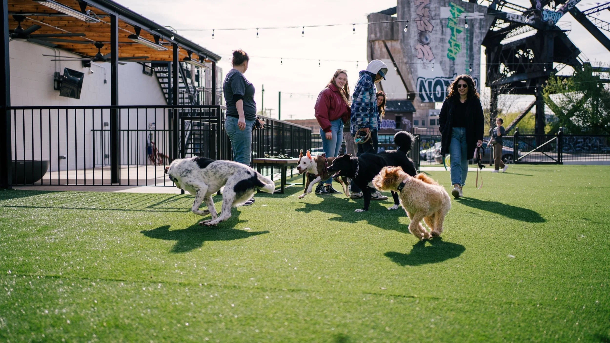 What is Pup Social? — PUP SOCIAL