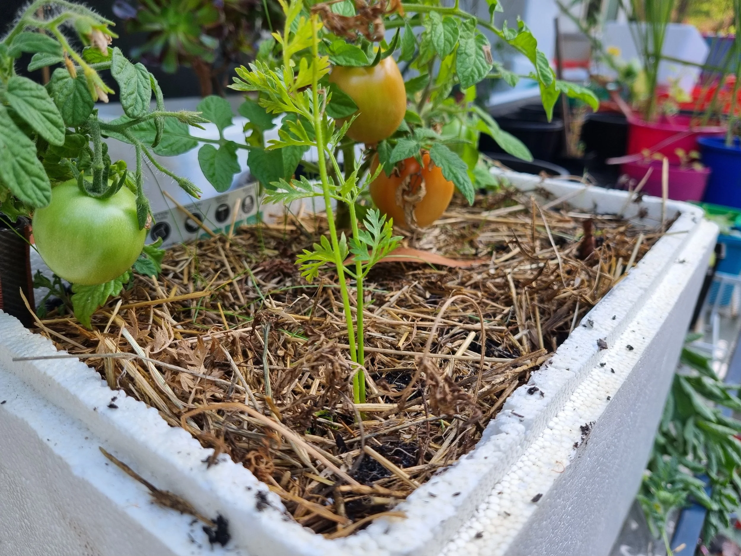 Grow Food In Any Sized Space: Save Money and Improve Your Health Learn ...