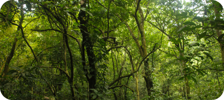 From the Frontier of Data to the Frontlines of Land Use | Land & Carbon Lab