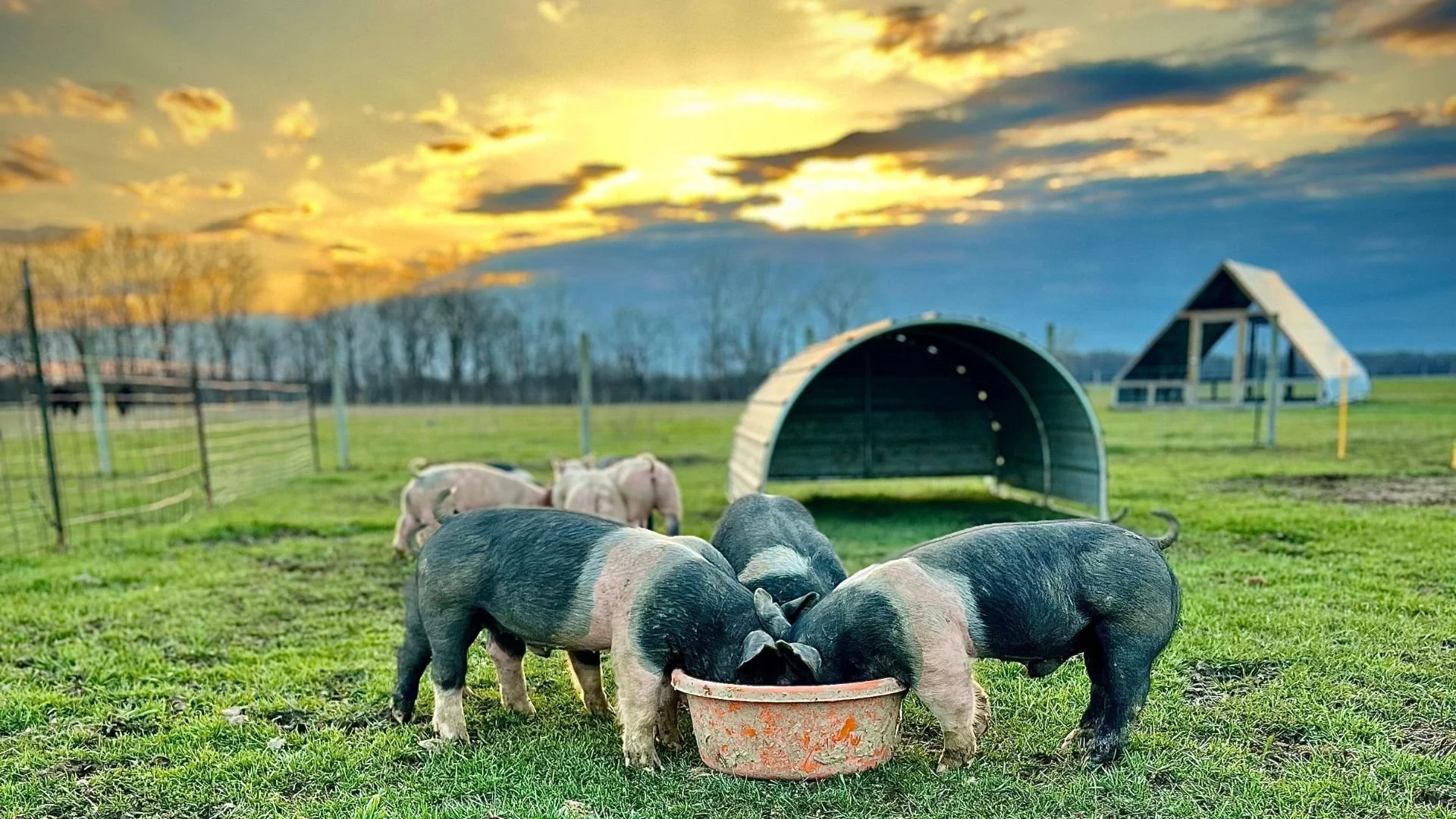 Strahl Family Farms | Pasture Raised Chicken & Pork | Grass-Fed Beef ...