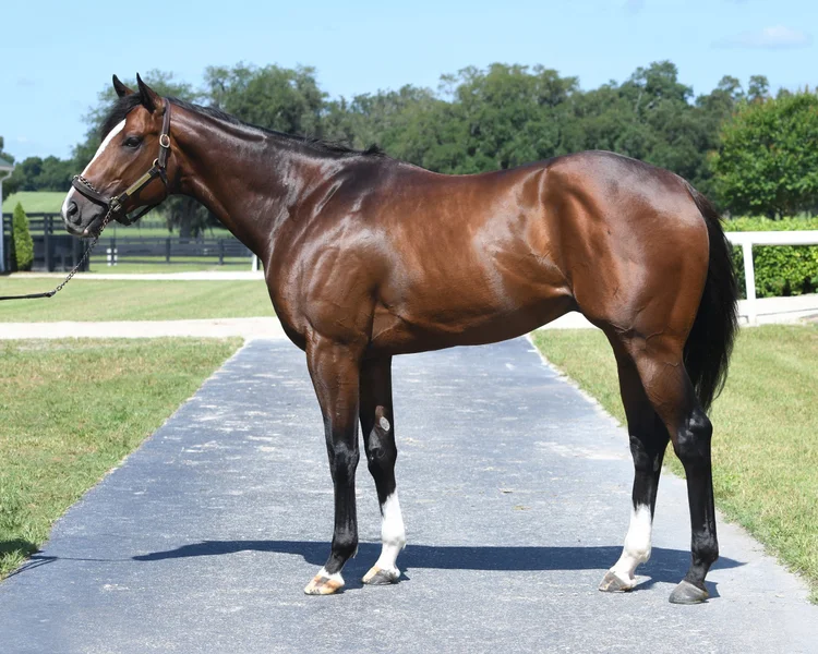 Aurelius Maximus Sires First Winner in Louisiana — Louisiana Horse Magazine
