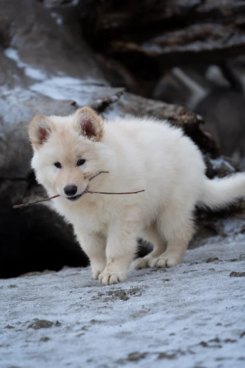 Wolfdog Puppies — True North Nordics