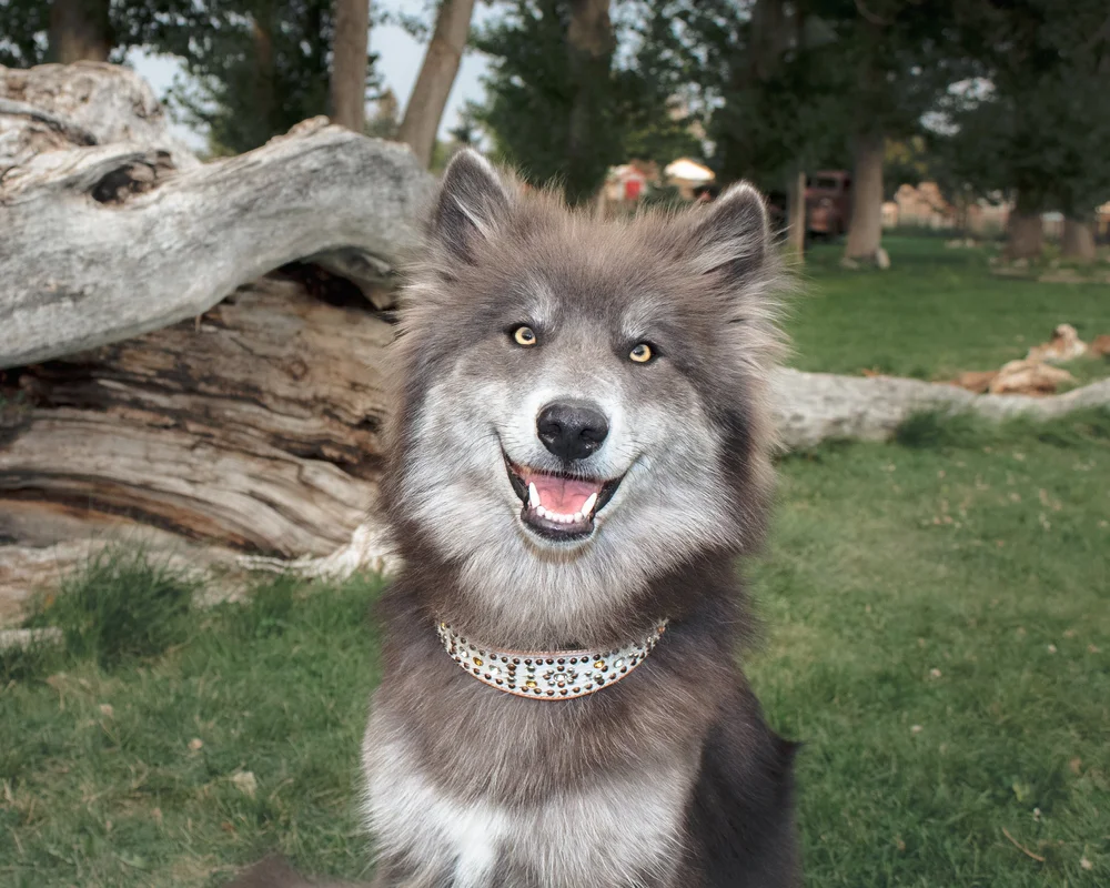 Female Wolfdogs & Hybrids For Sale — True North Nordics