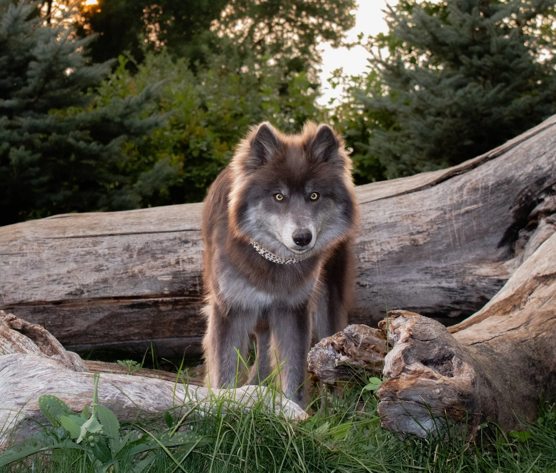 Female Wolfdogs & Hybrids For Sale — True North Nordics