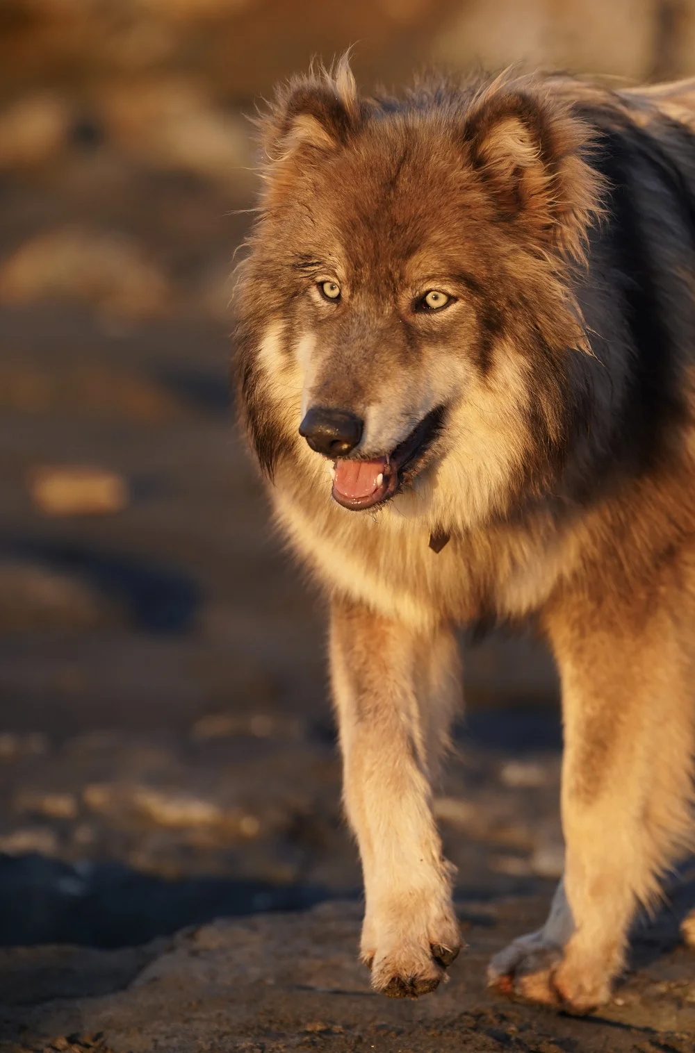 Female Wolfdogs & Hybrids For Sale — True North Nordics