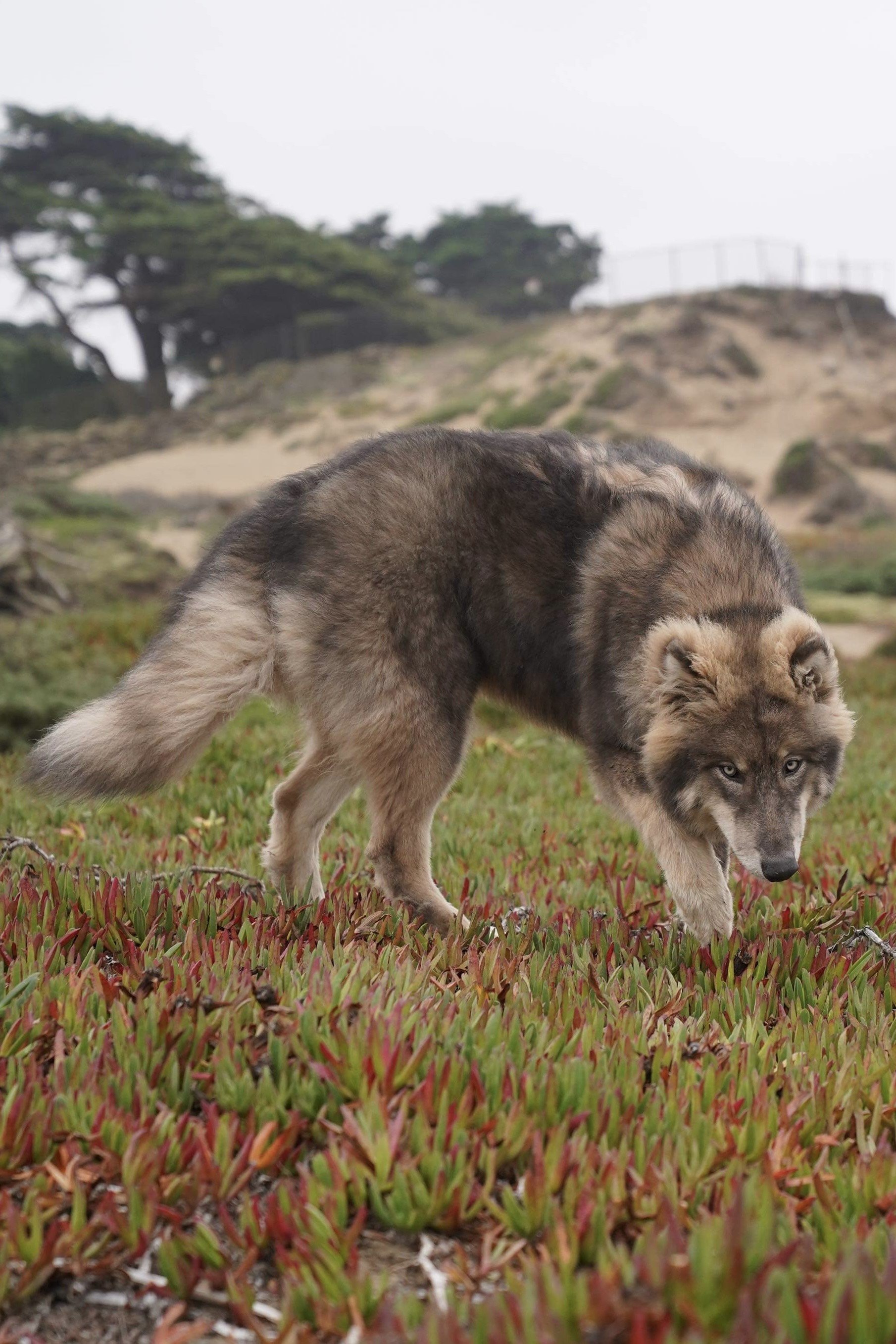 Female Wolfdogs & Hybrids For Sale — True North Nordics