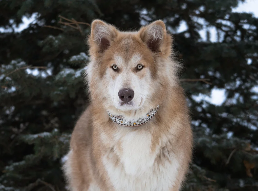Female Wolfdogs & Hybrids For Sale — True North Nordics