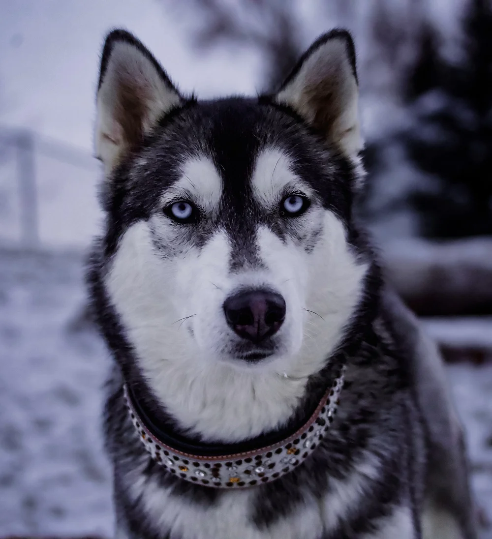 Female Wolfdogs & Hybrids For Sale — True North Nordics