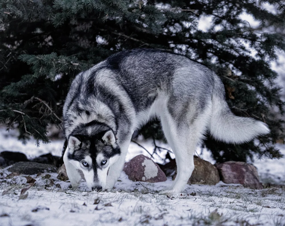 Female Wolfdogs & Hybrids For Sale — True North Nordics