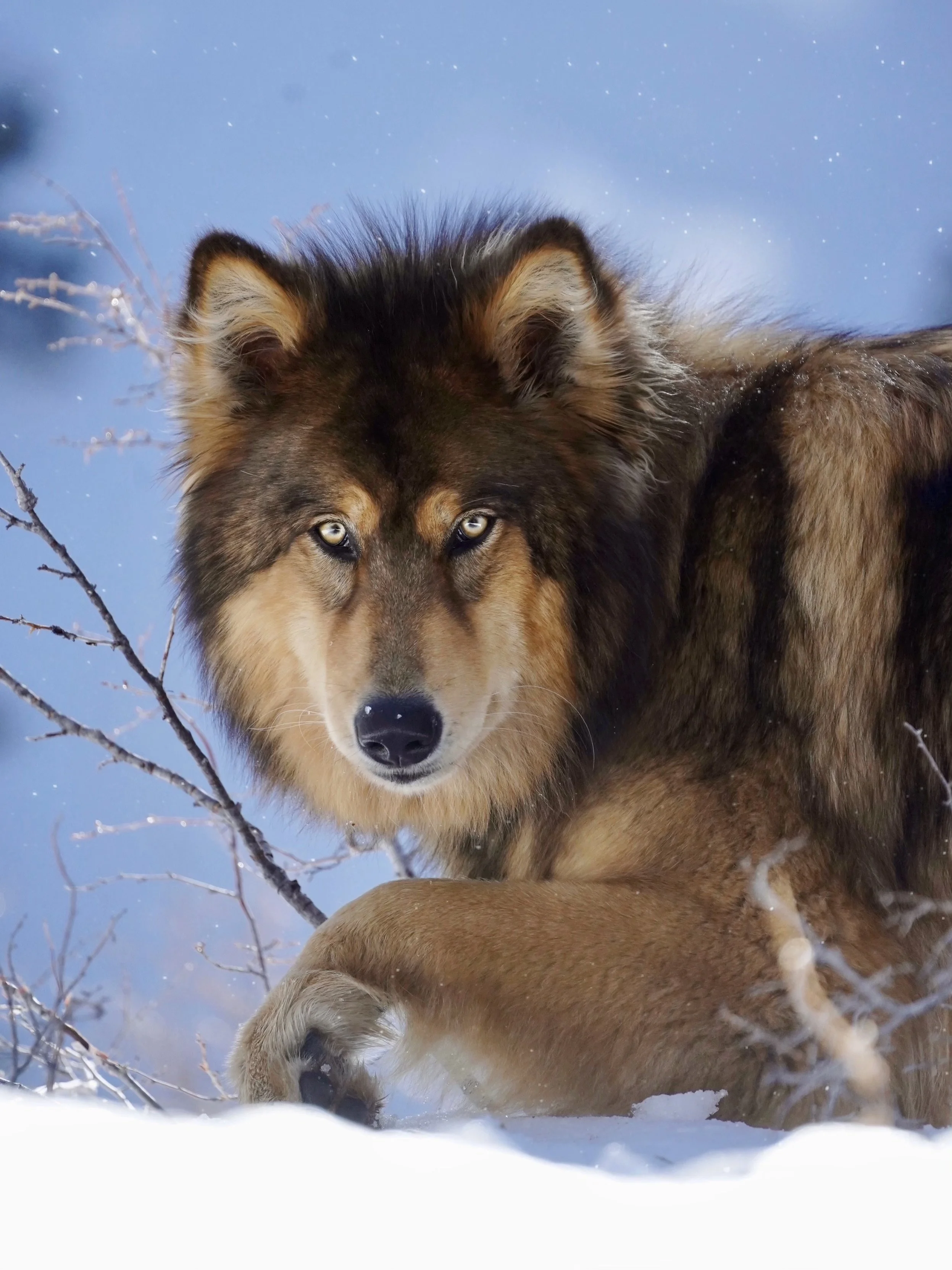 Female Wolfdogs & Hybrids For Sale — True North Nordics
