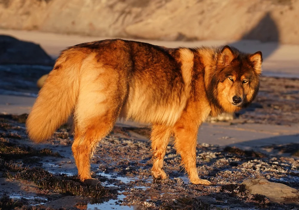 Female Wolfdogs & Hybrids For Sale — True North Nordics