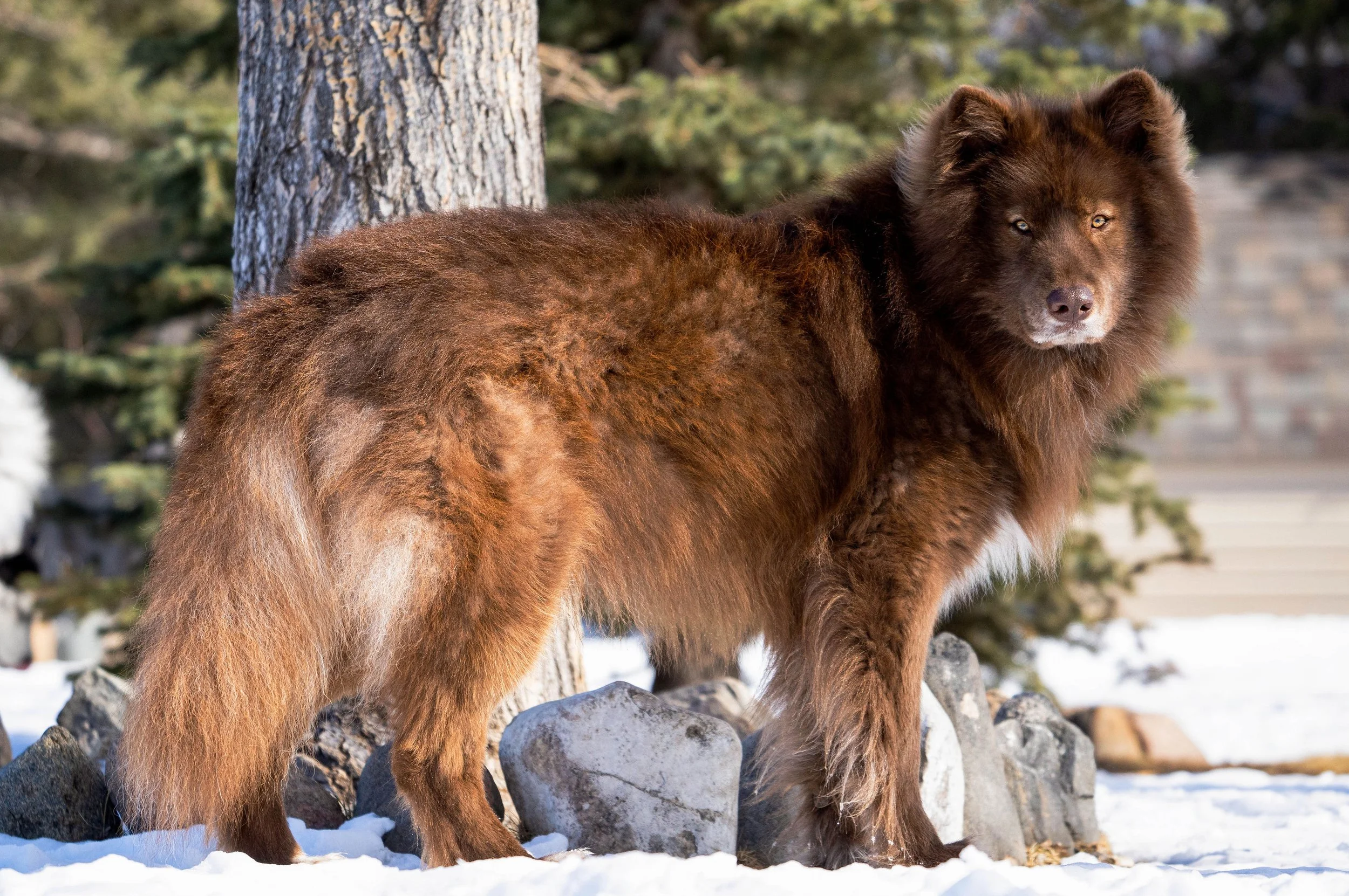 Male Wolfdogs & Hybrids For Sale — True North Nordics