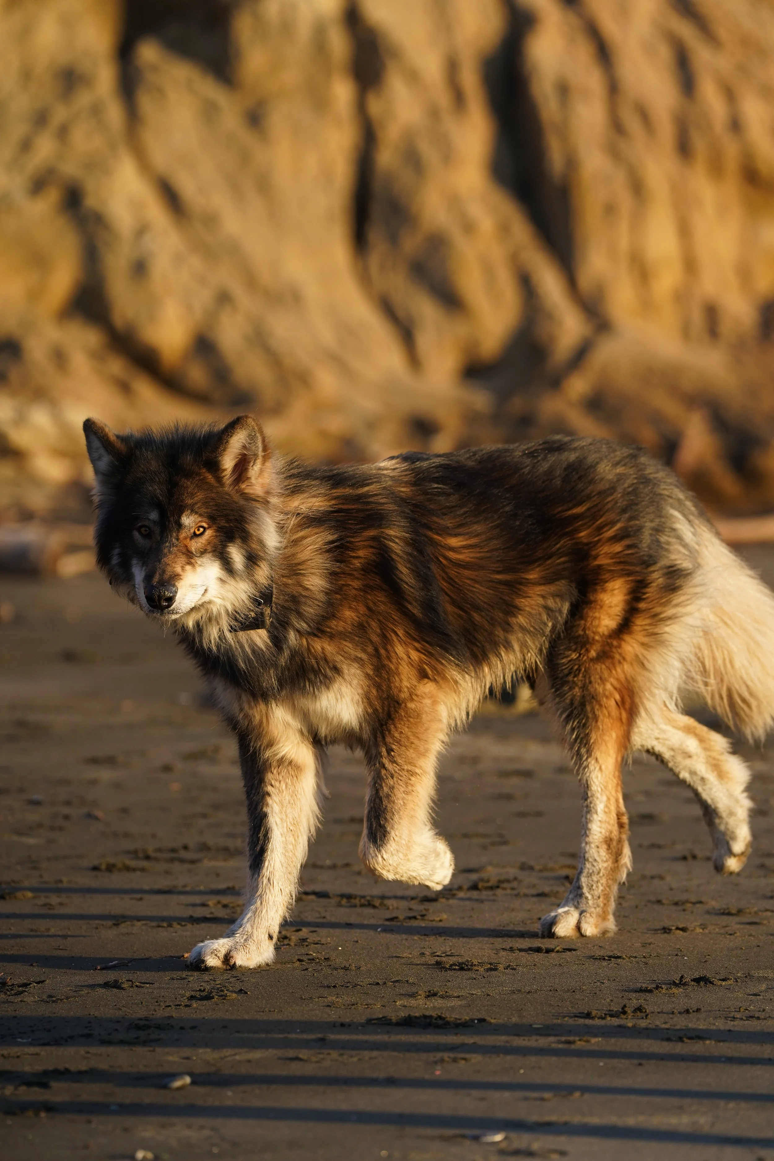 Male Wolfdogs & Hybrids For Sale — True North Nordics