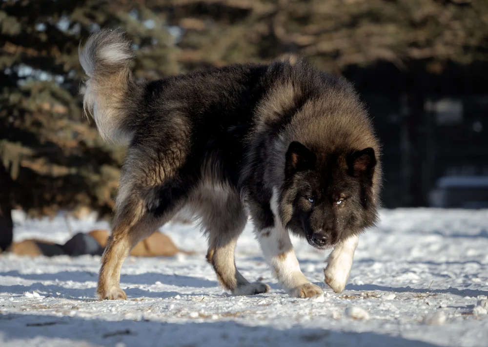 Male Wolfdogs & Hybrids For Sale — True North Nordics