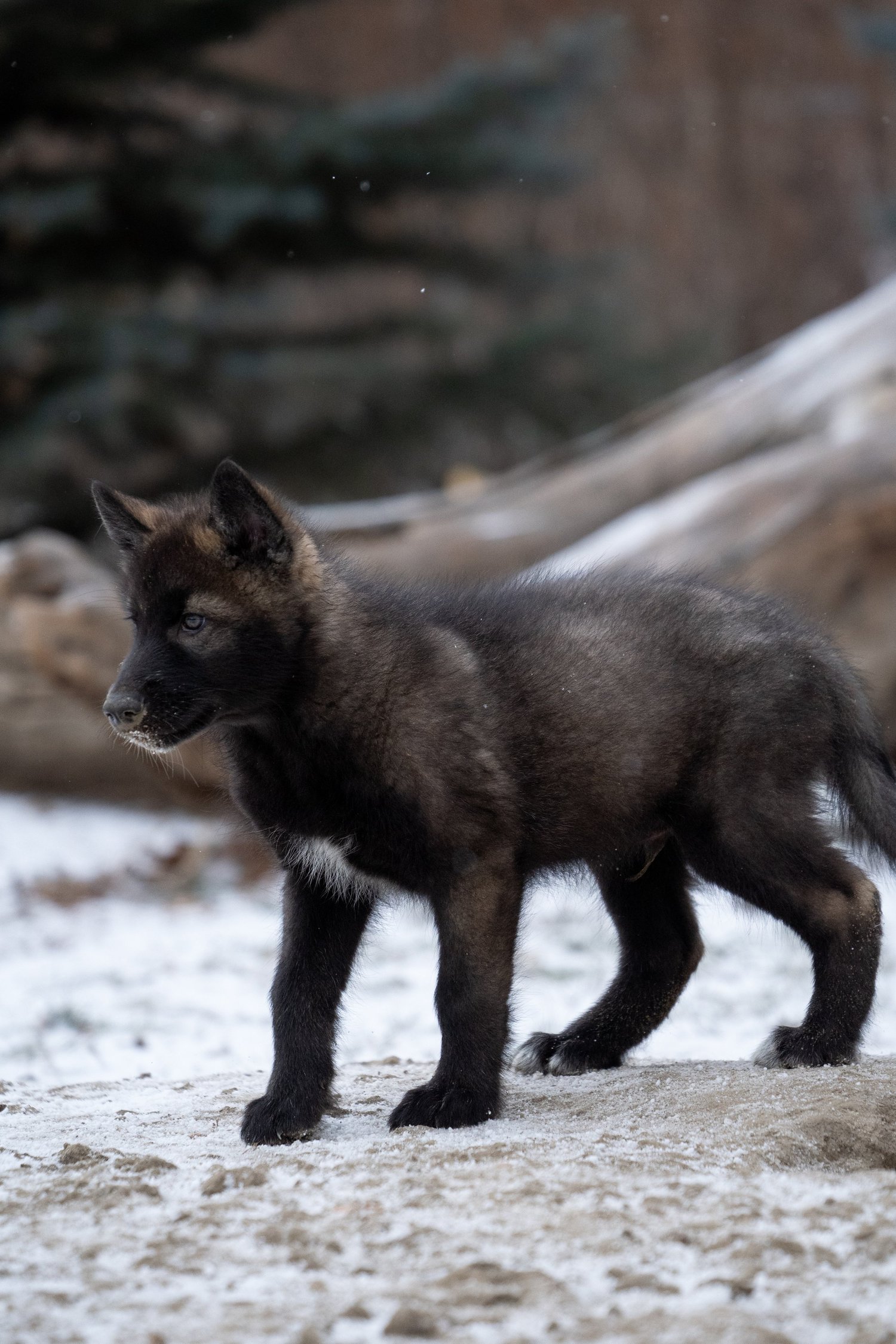 Wolfdog Puppies — True North Nordics