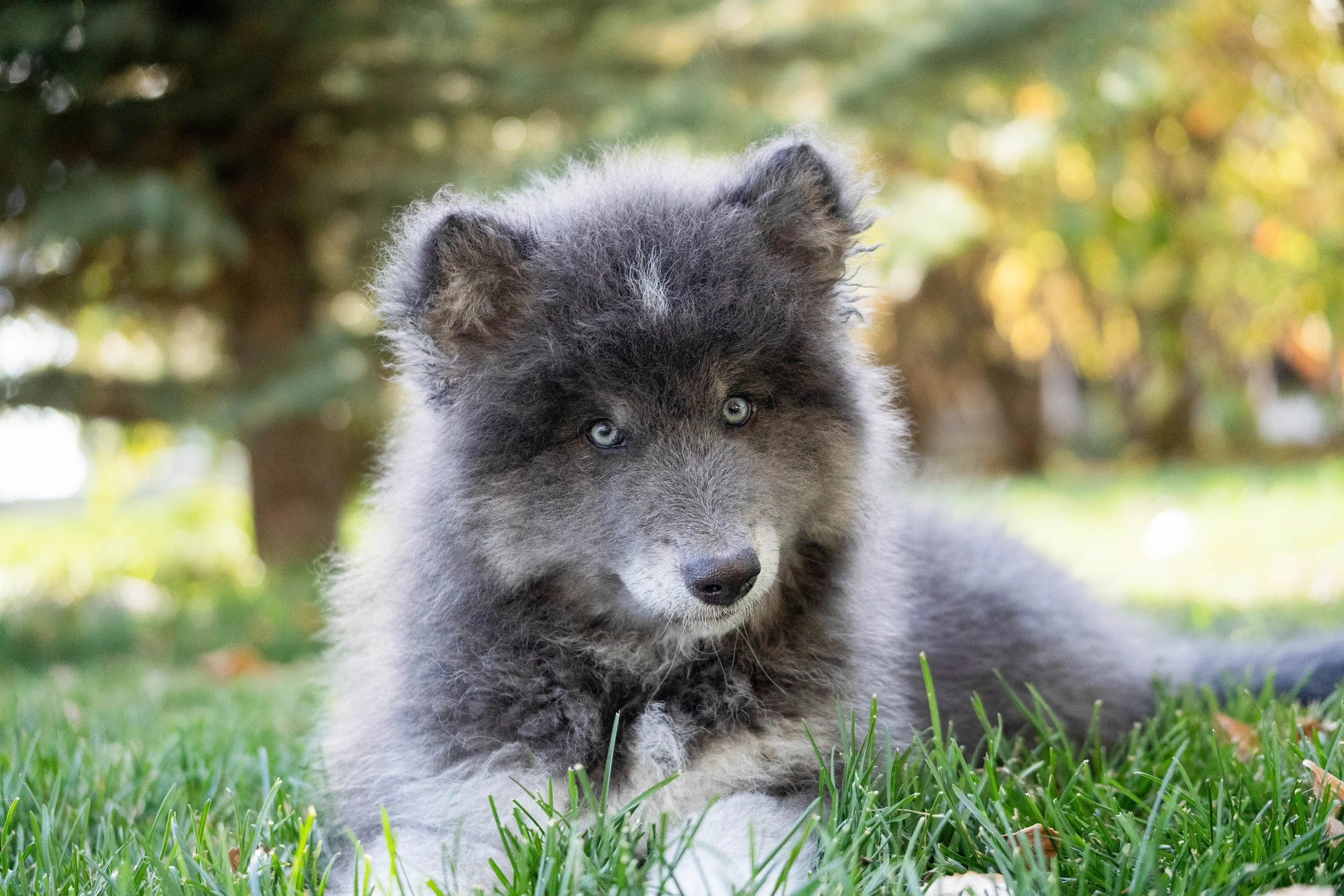 Wolfdog Puppies — True North Nordics