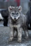 Wolfdog Puppies — True North Nordics