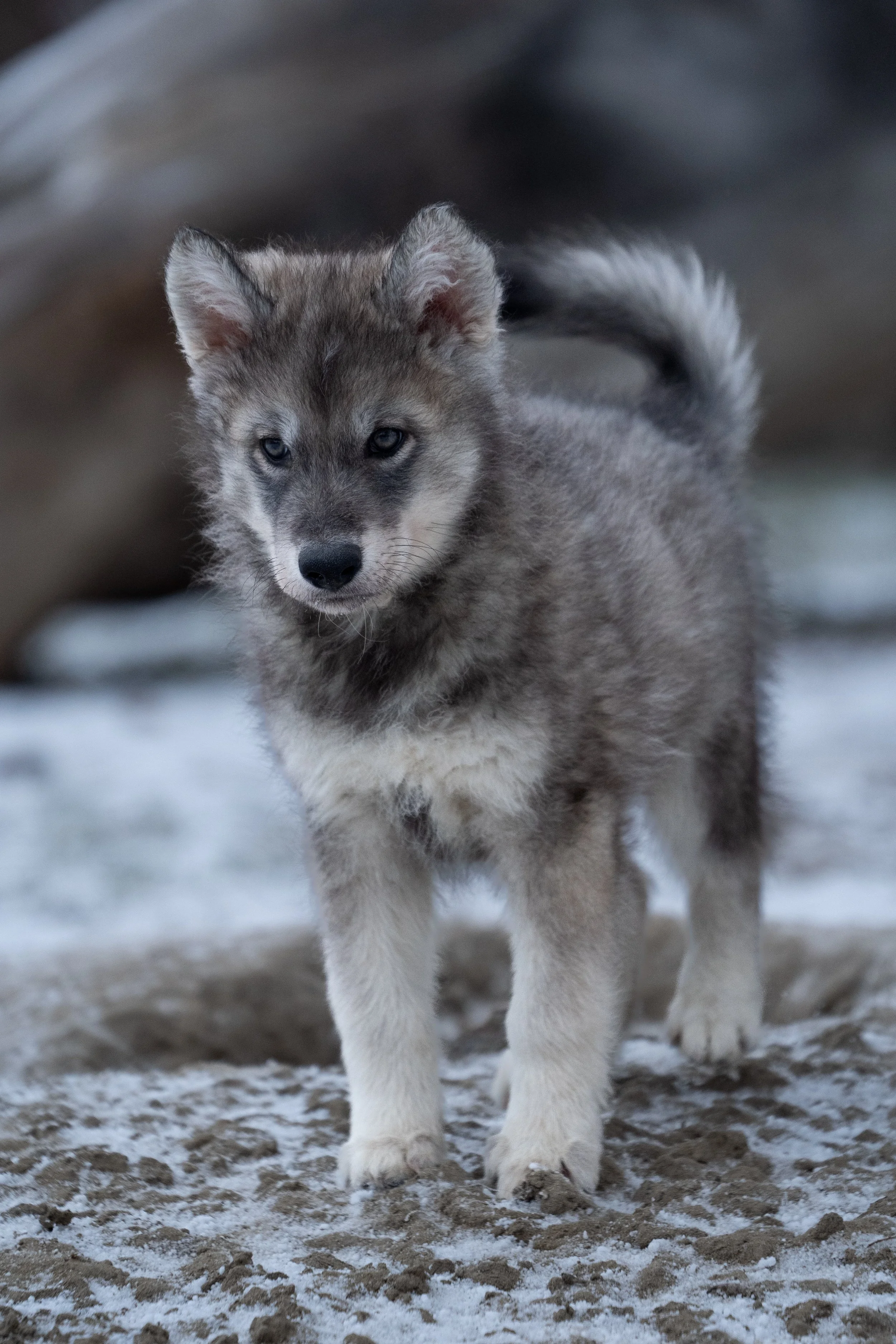 Wolfdog Puppies — True North Nordics