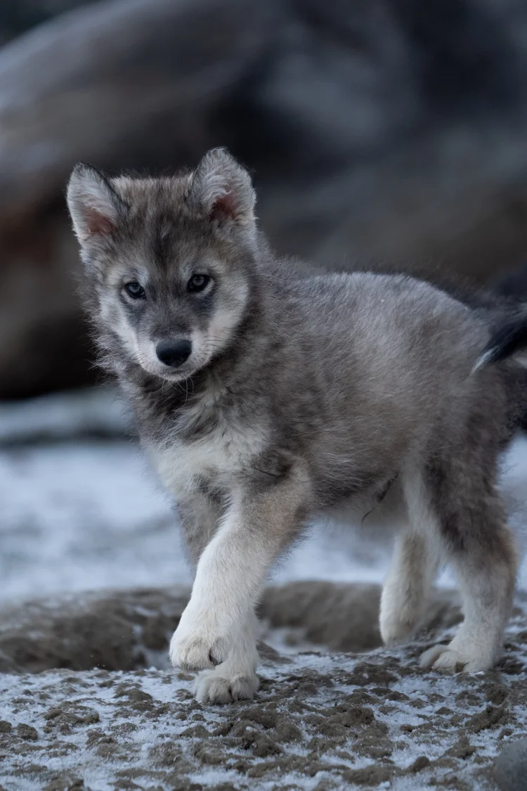 Wolfdog Puppies — True North Nordics