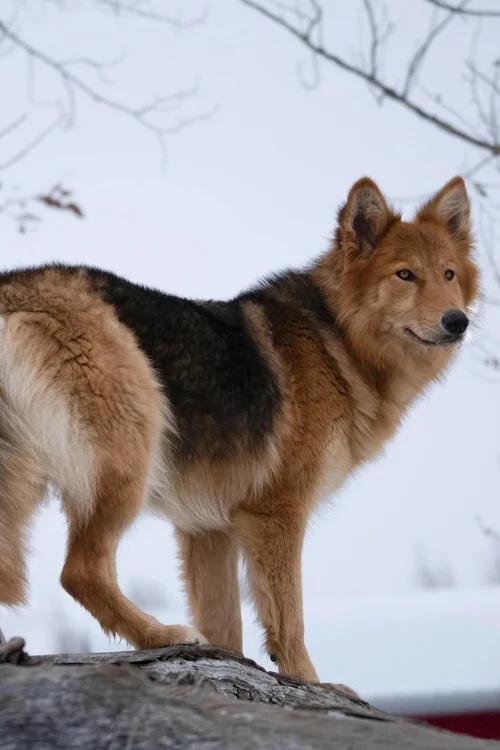 Wolfdog Puppies — True North Nordics
