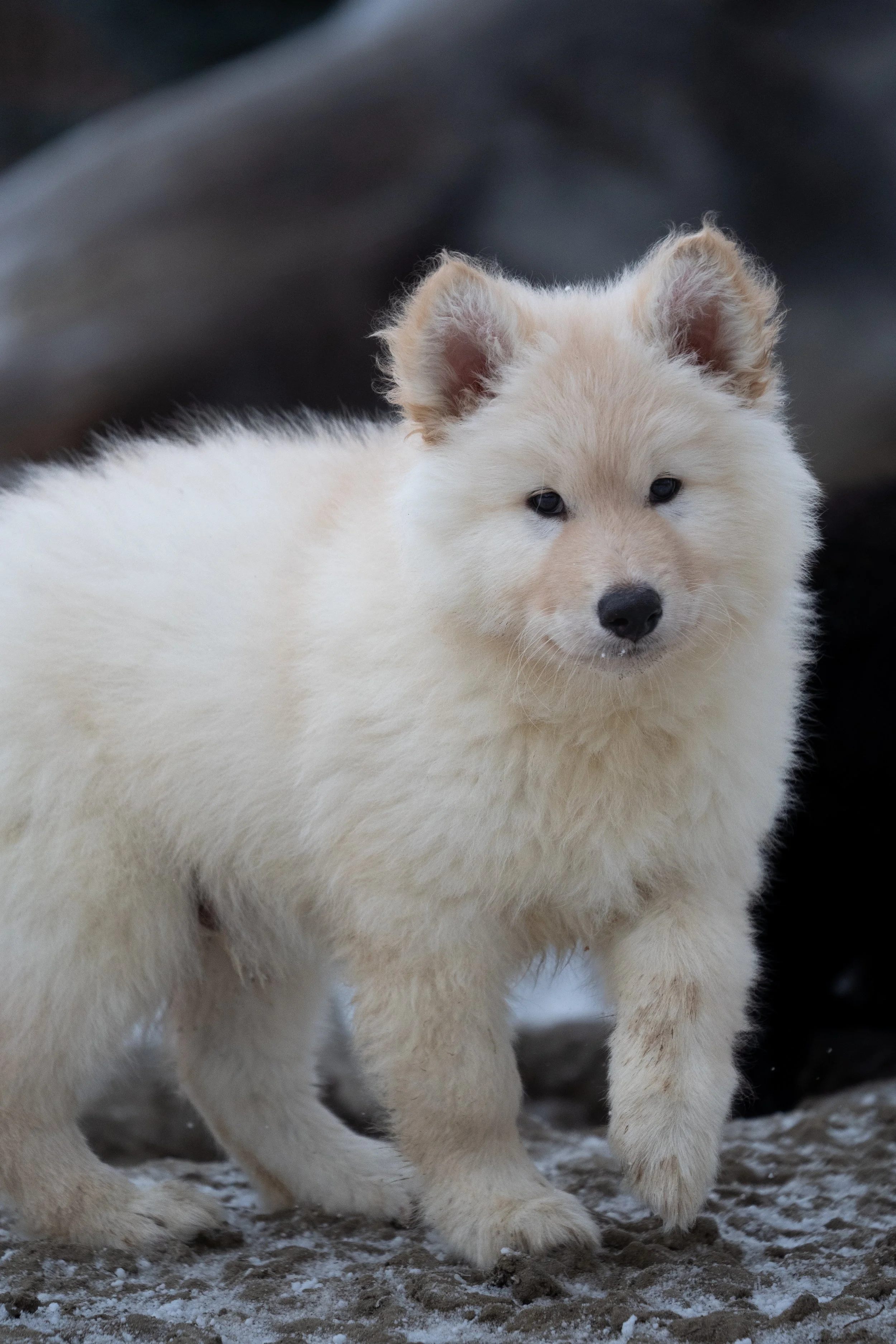 Wolfdog Puppies — True North Nordics