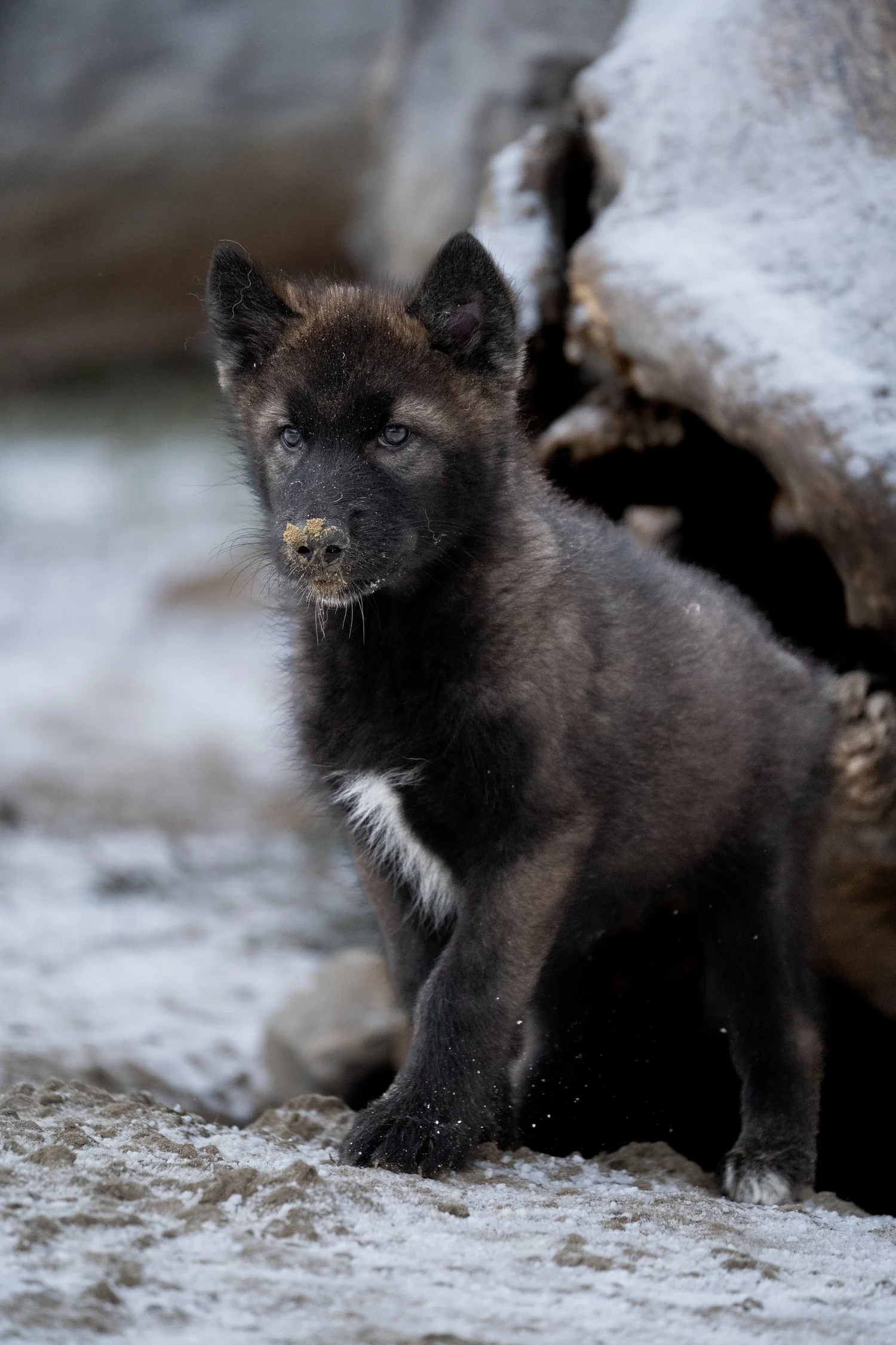 Wolfdog Puppies — True North Nordics