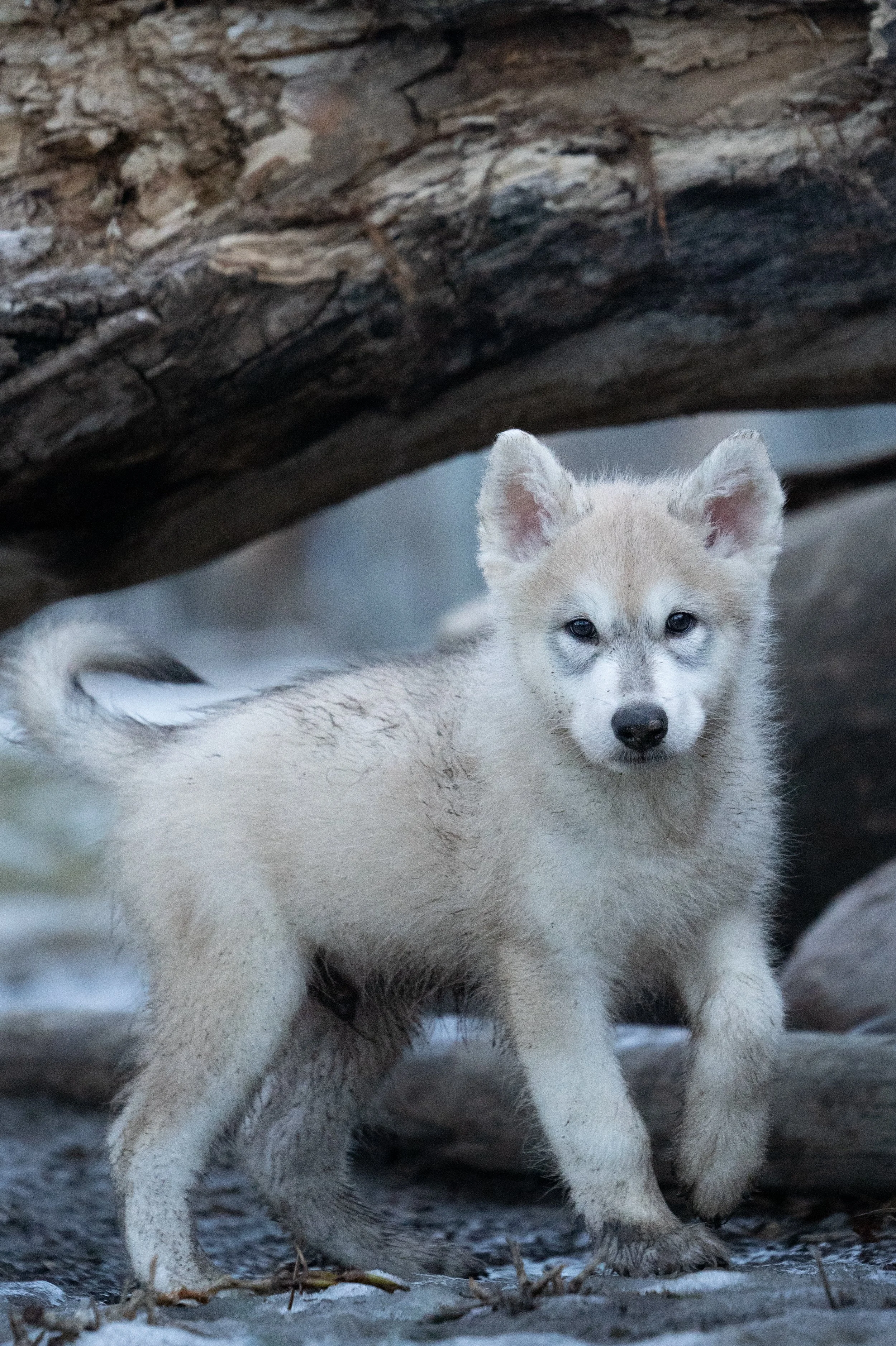 Wolfdog Puppies — True North Nordics