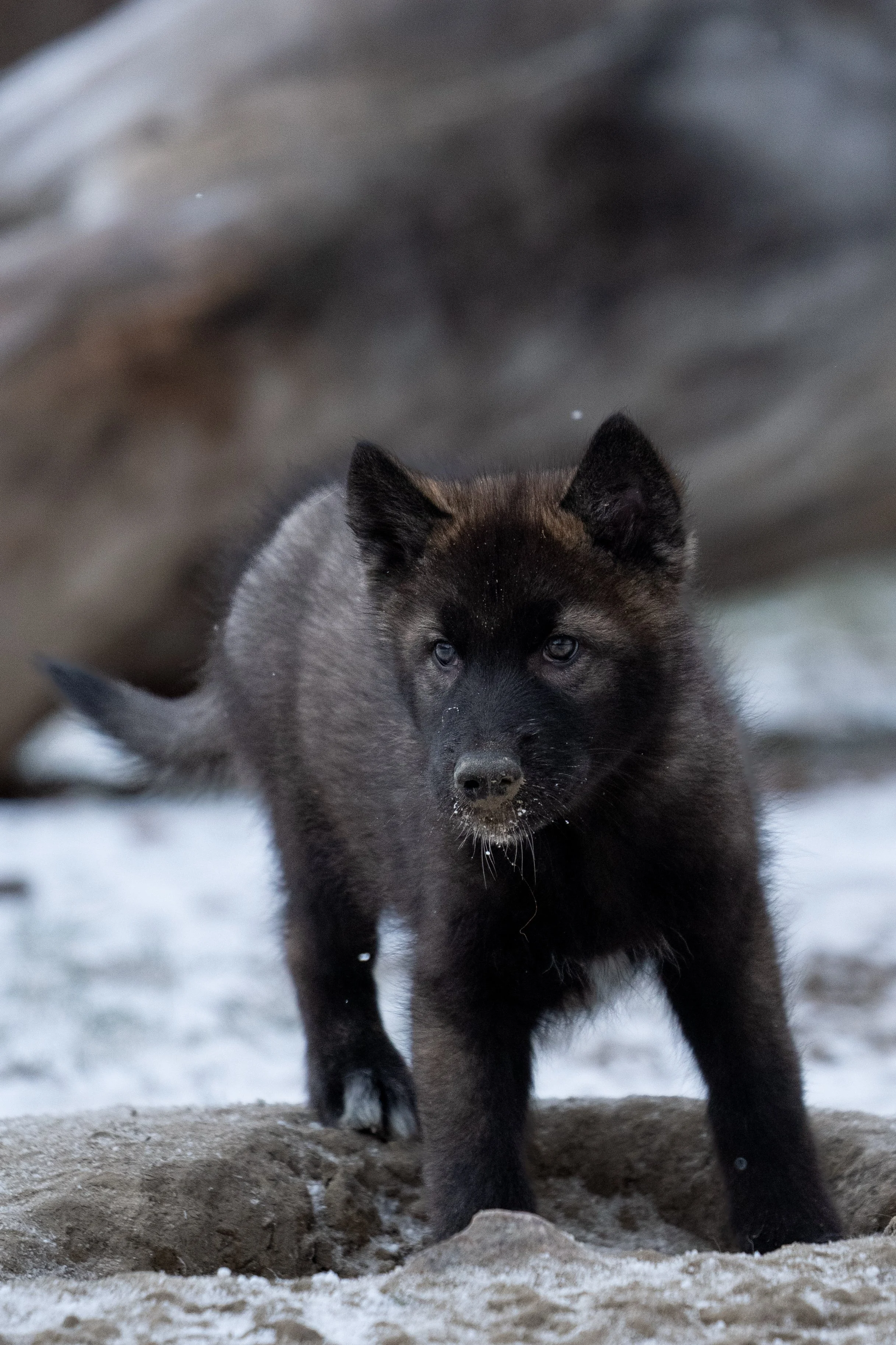 Wolfdog Puppies — True North Nordics