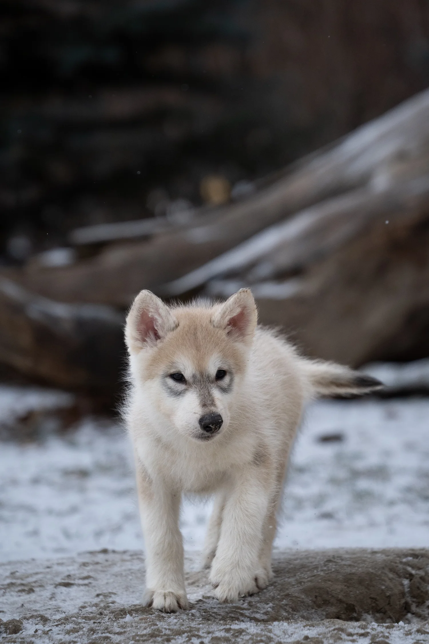 Wolfdog Puppies — True North Nordics