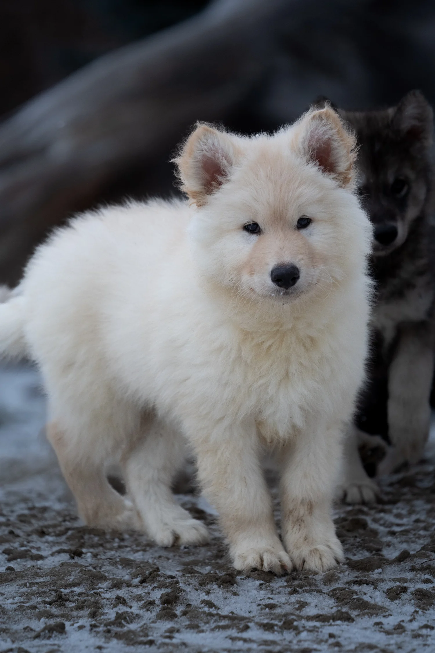 Wolfdog Puppies — True North Nordics