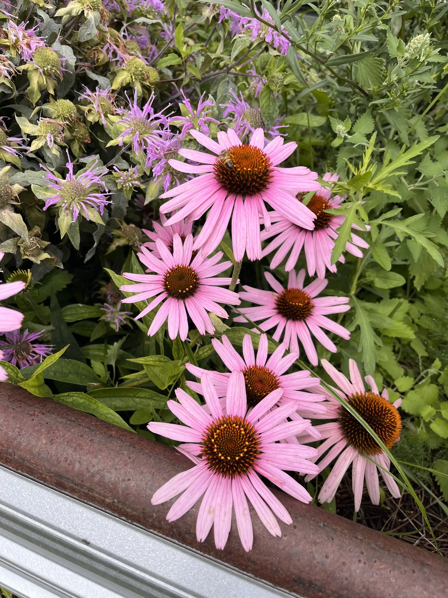 Calendar — White Mountain Community Garden