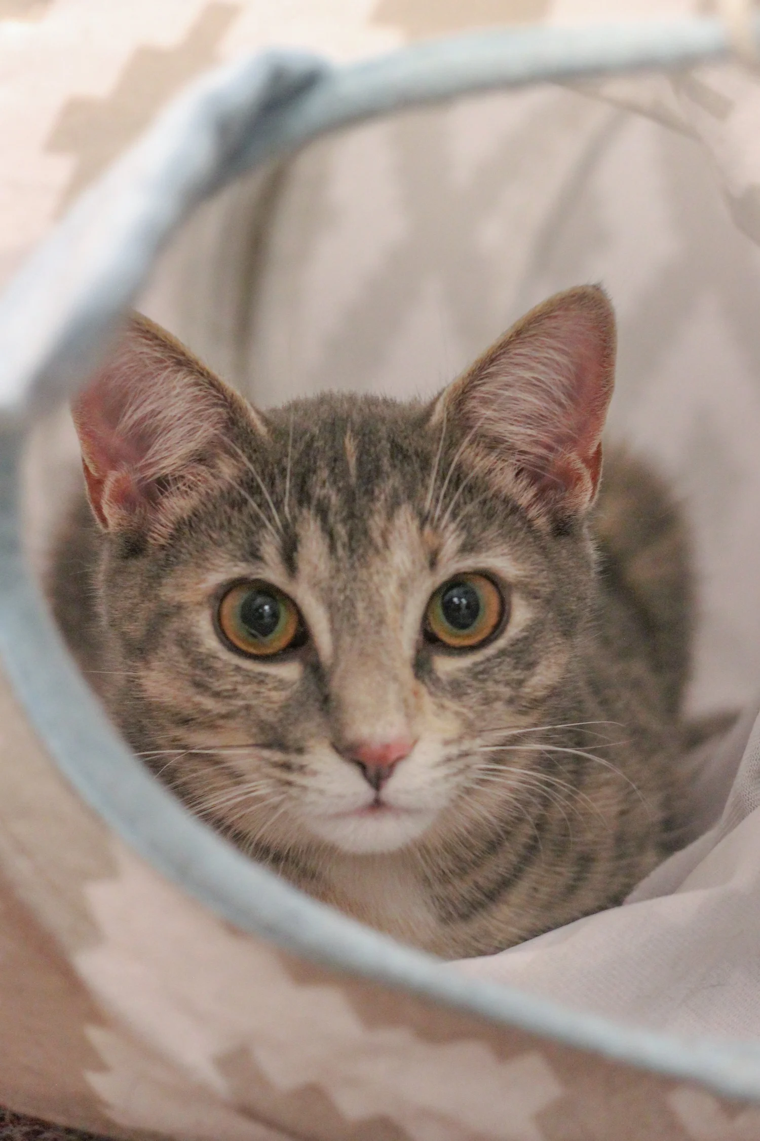 Queen City Cat Lounge